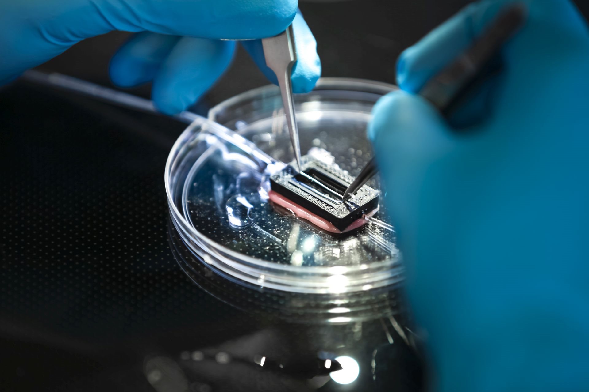 Een stap dichterbij de biologische kunstnier - Onderzoekers tonen voor ...